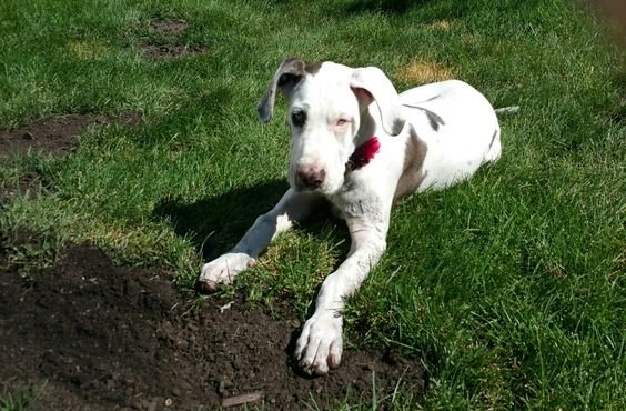 26 Cute Pictures of Miniature Great Danes - The Paws