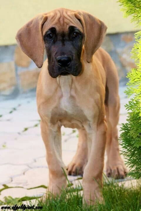 26 Cute Pictures of Miniature Great Danes - The Paws