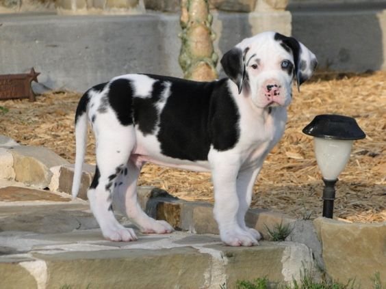 26 Cute Pictures of Miniature Great Danes - The Paws