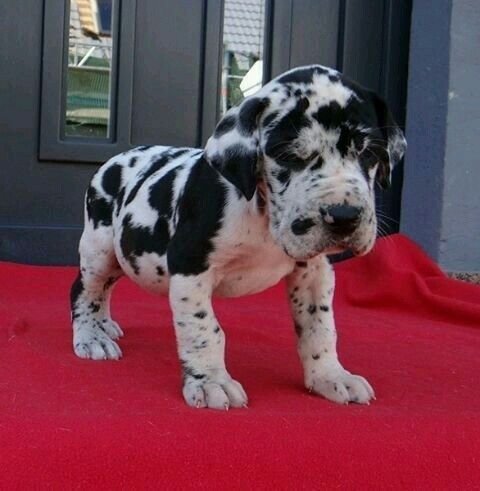 26 Cute Pictures of Miniature Great Danes - The Paws