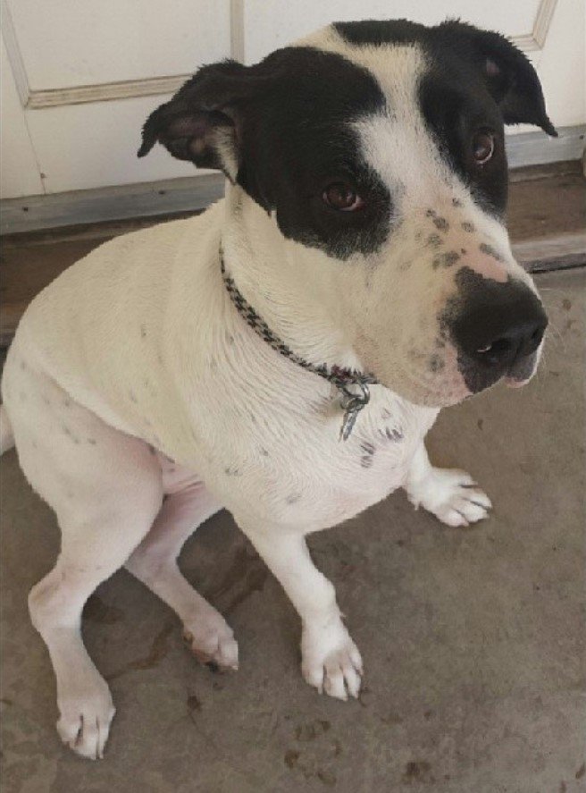 26 Cute Pictures of Miniature Great Danes - The Paws