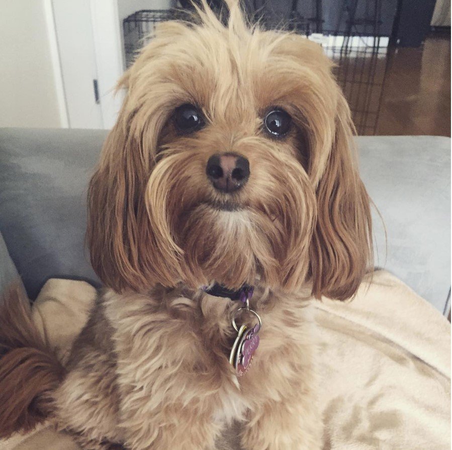 17 Papillon Dogs Mixed With Poodle - The Paws