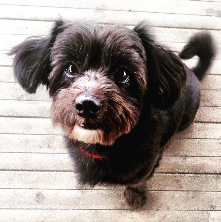 17 Papillon Dogs Mixed With Poodle - The Paws