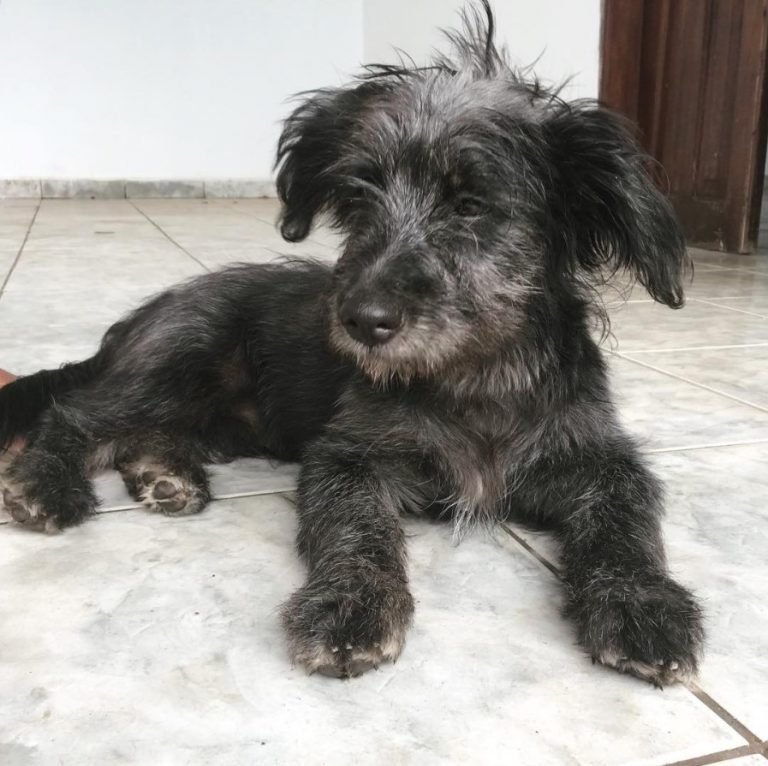 21 Rottweilers Mixed With Poodle – The Paws