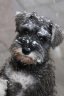 15+ Foods Schnauzers Go Crazy For - The Paws