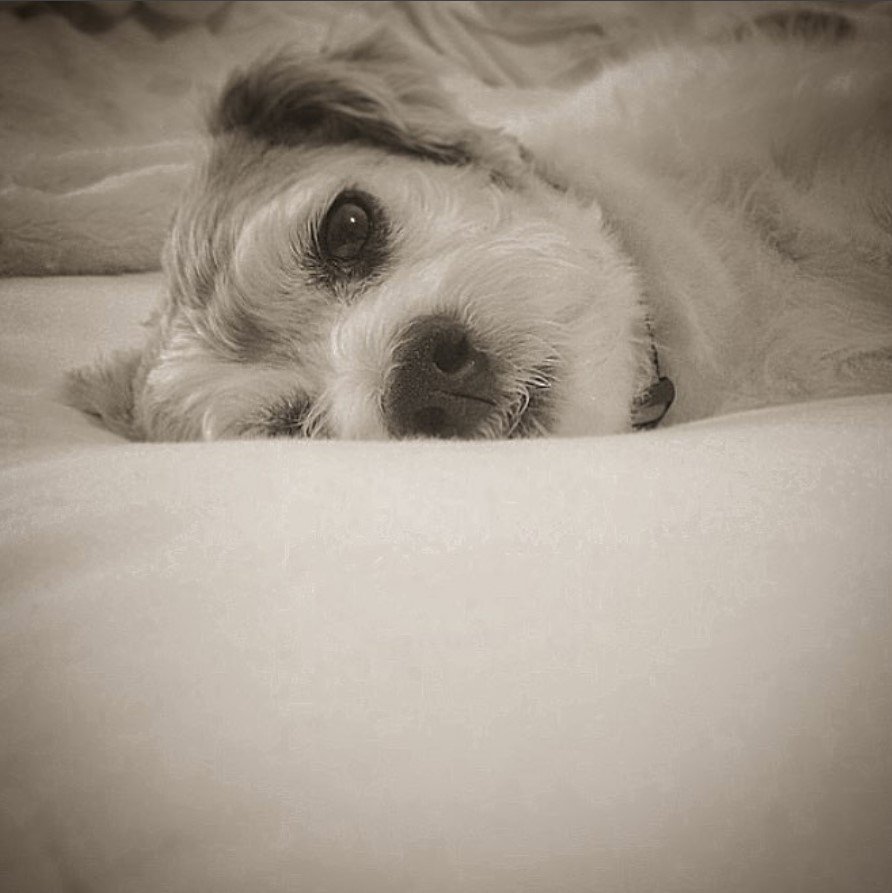 15 American Rat Terriers Mixed With Shih Tzu - The Paws