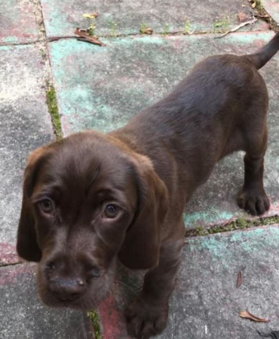 19 Labradors Mixed With Cocker Spaniel - The Paws