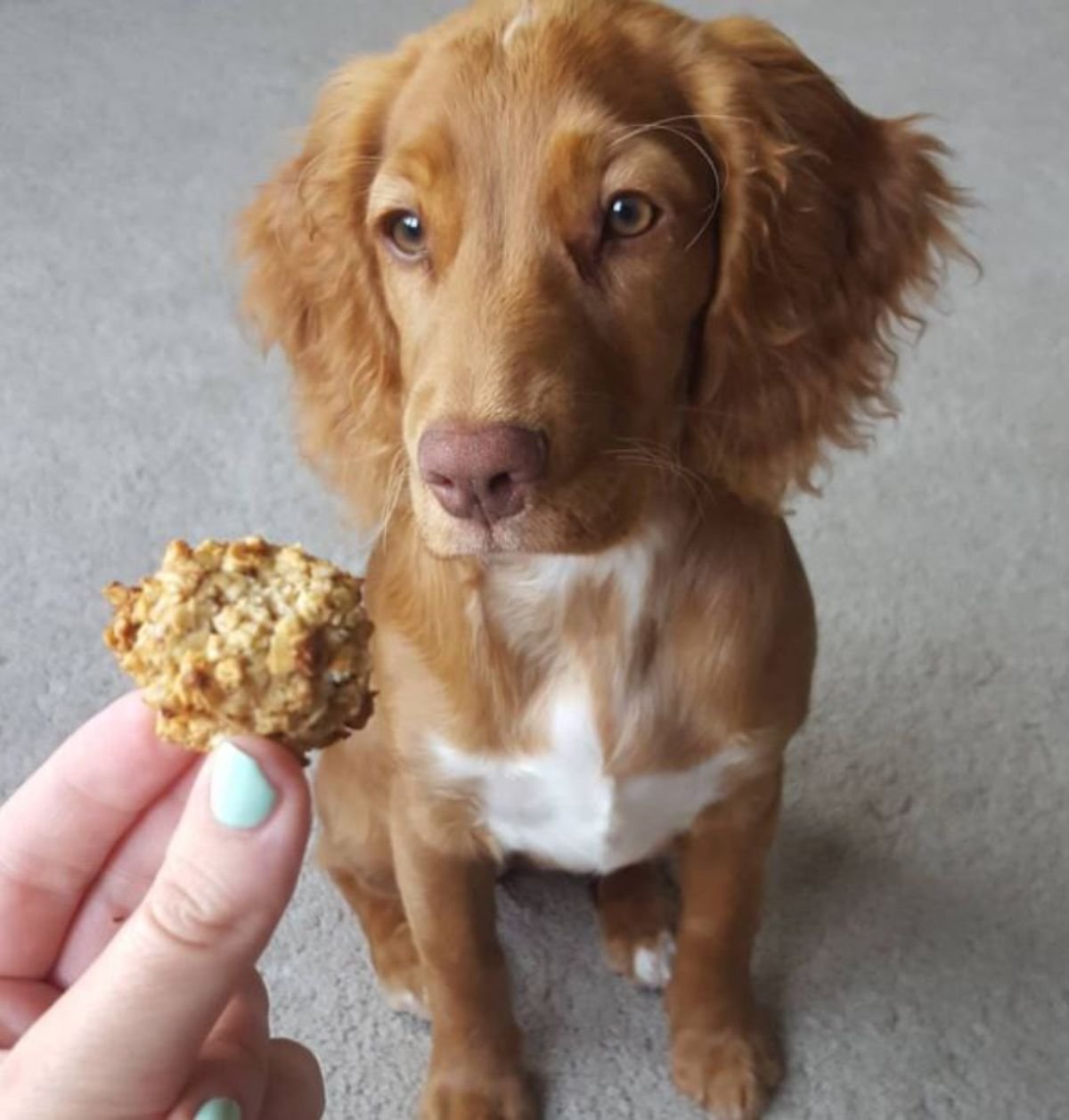 19 Labradors Mixed With Cocker Spaniel - The Paws
