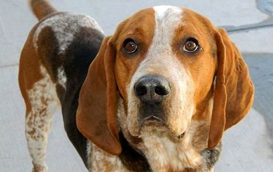 10+ Best American English Coonhound Dog Names - The Paws