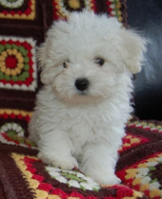 100+ Best Bolognese Dog Names - The Paws