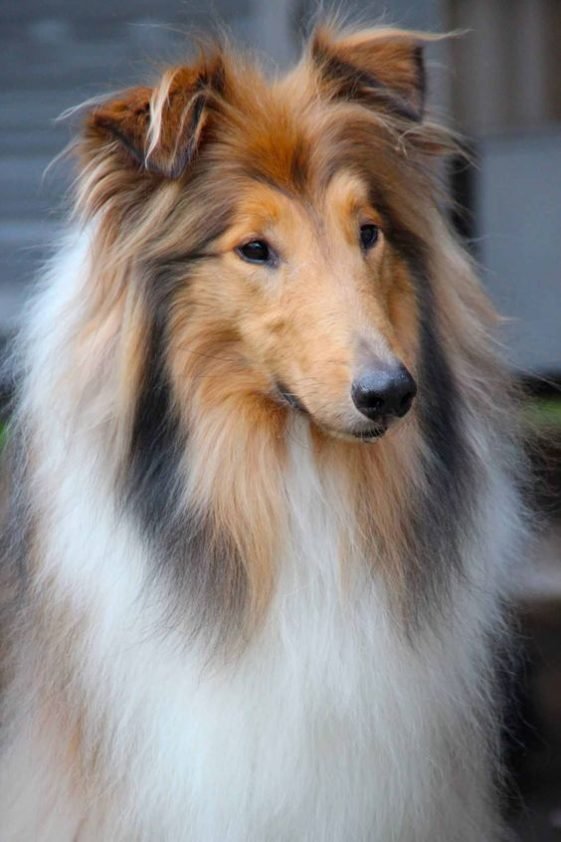 88+ Best Collie Dog Names - The Paws