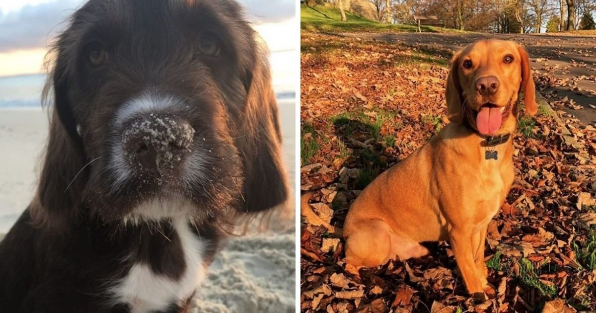 19 Labradors Mixed With Cocker Spaniel - The Paws