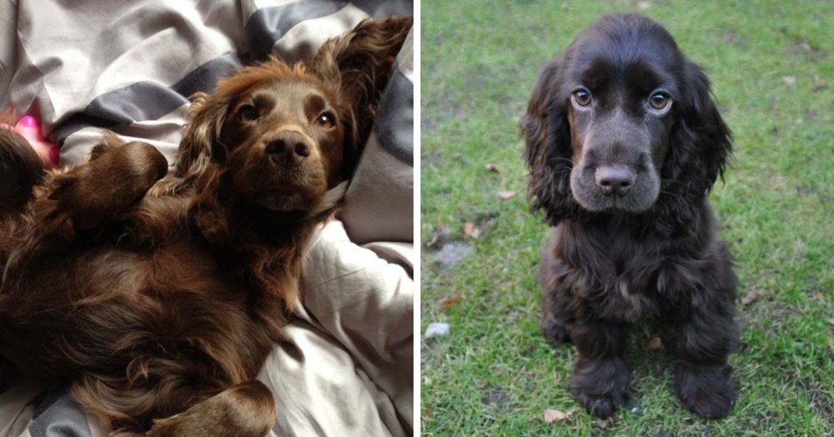 The 21 Cutest Pictures of Chocolate Cocker Spaniels - The Paws