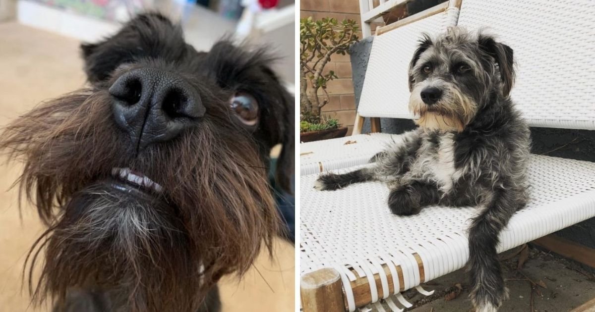 22 Terriers Mixed With Schnauzer - The Paws