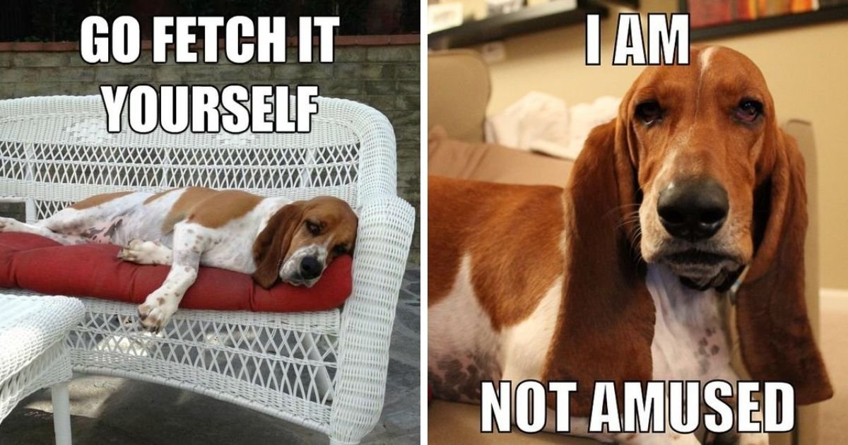 19 Best Basset Hound Memes of the Month - The Paws