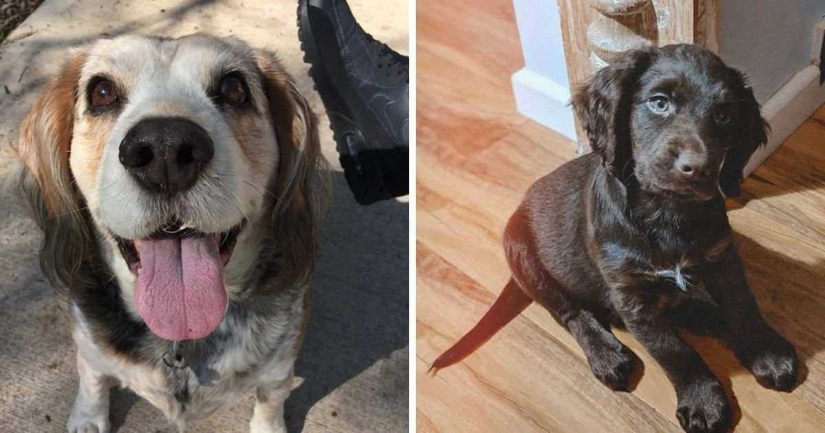 25 Beagles Mixed With Cocker Spaniel - The Paws