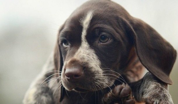 100+ Best German Shorthaired Pointer Dog Names - The Paws