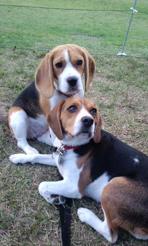 95+ Best Harrier Dog Names - The Paws