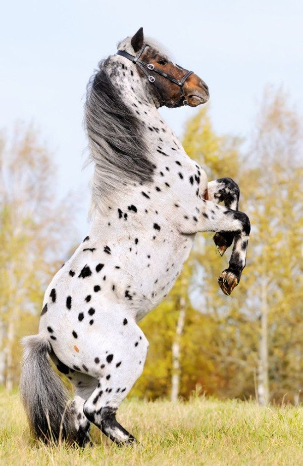 Top 100 Unique Horse Names The Paws