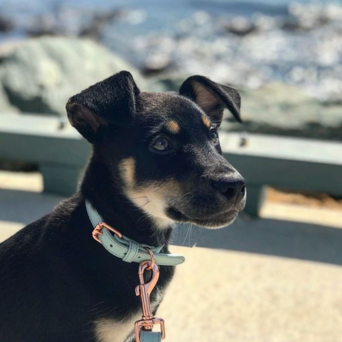25 German Shepherds Mixed With Rottweiler - The Paws