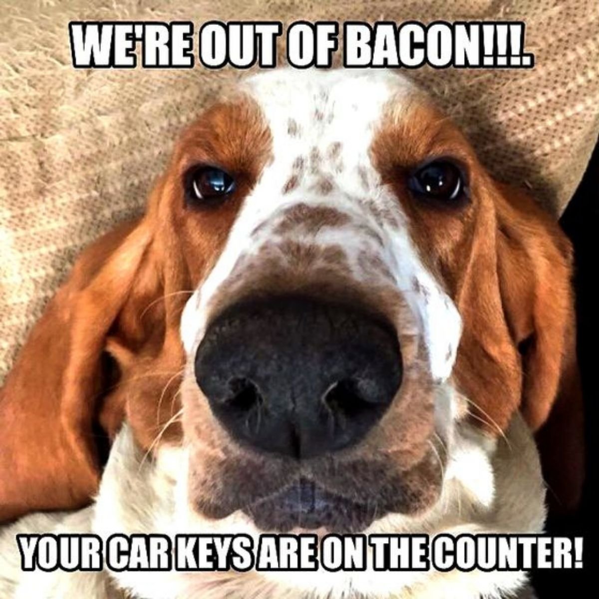 19 Best Basset Hound Memes of the Month - The Paws