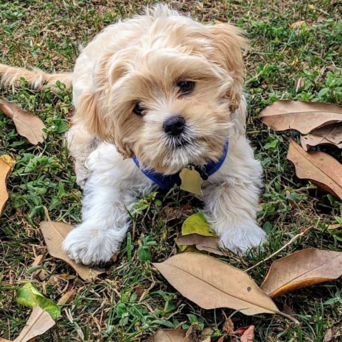 21 Shih Tzus Mixed With Cocker Spaniel - The Paws