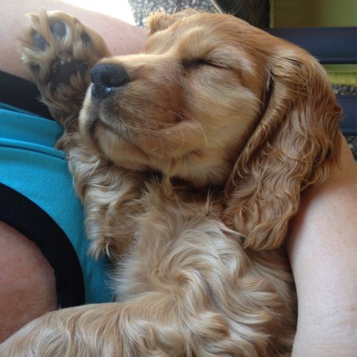 10 Signs You Are A Crazy Cocker Spaniel Person - The Paws