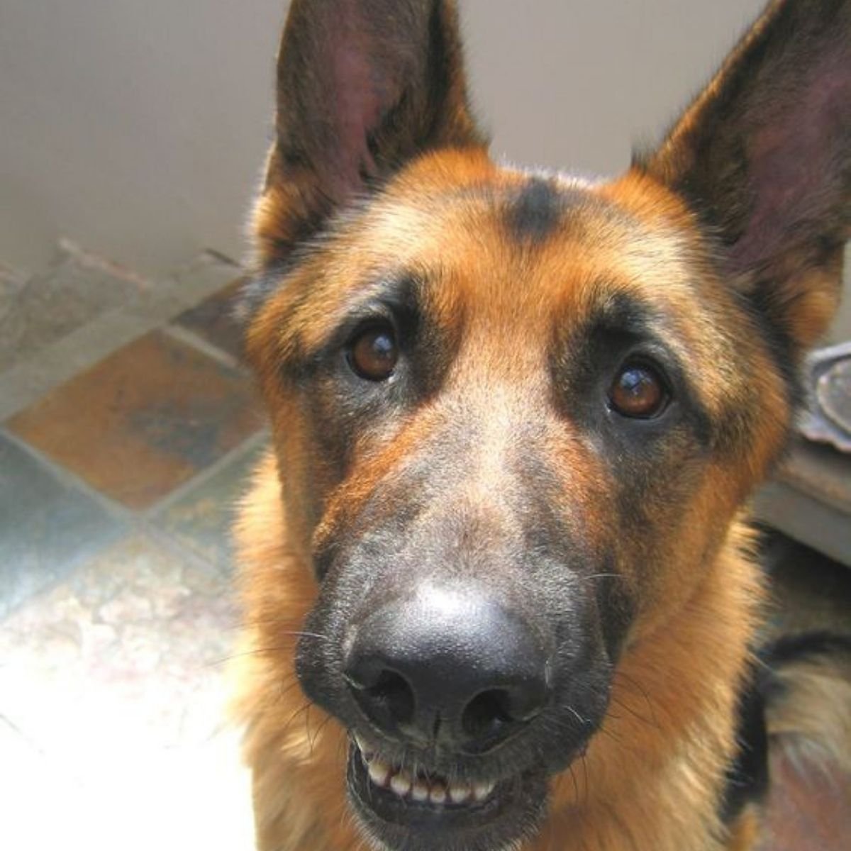 13 Signs You Are A Crazy German Shepherd Person - The Paws