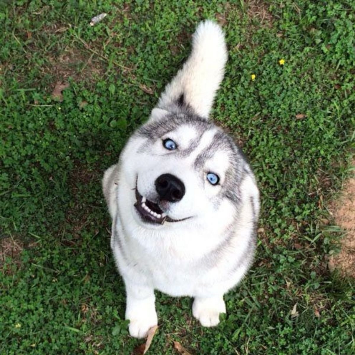 12 Signs You Are A Crazy Husky Person - The Paws