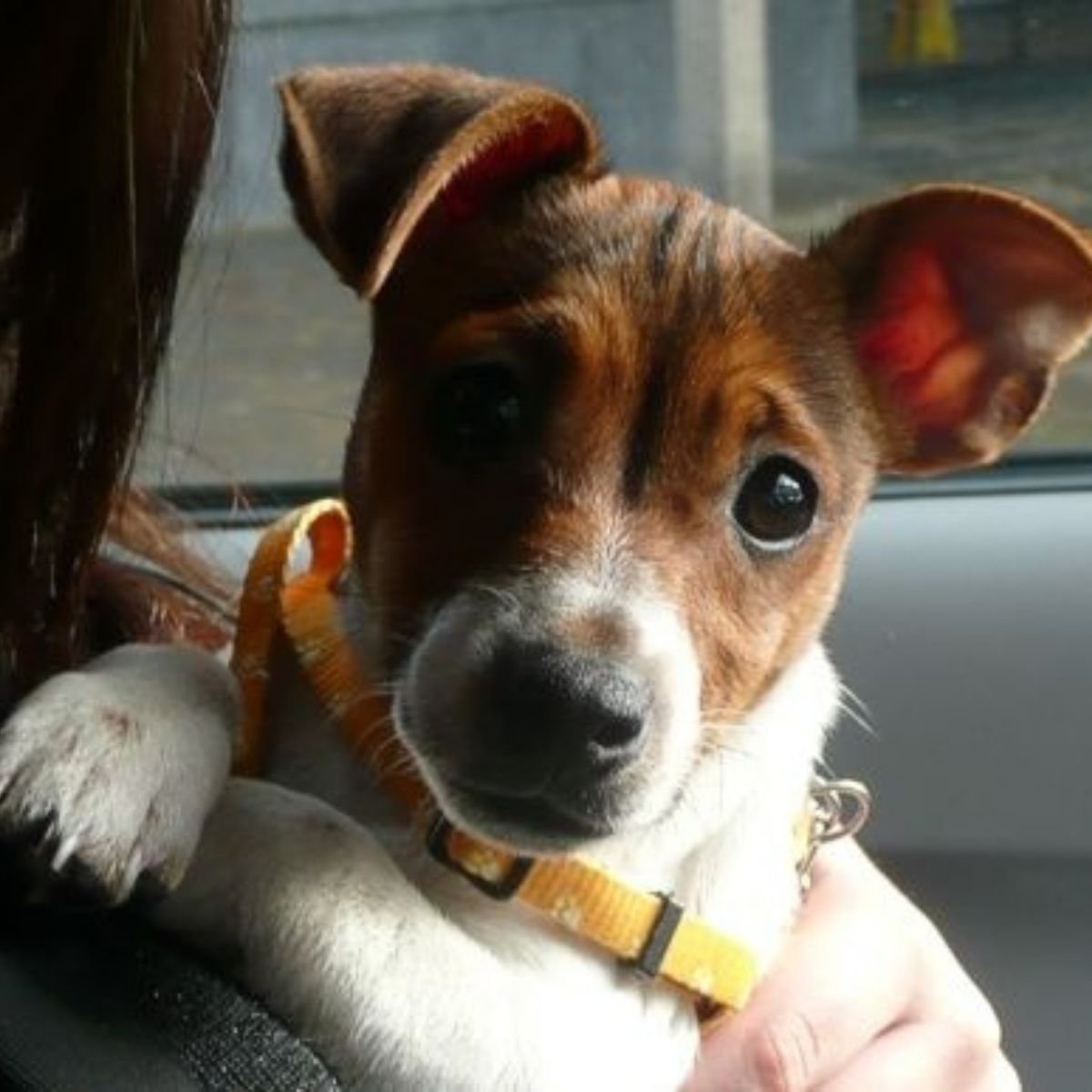12 Signs You Are A Crazy Jack Russell Person - The Paws