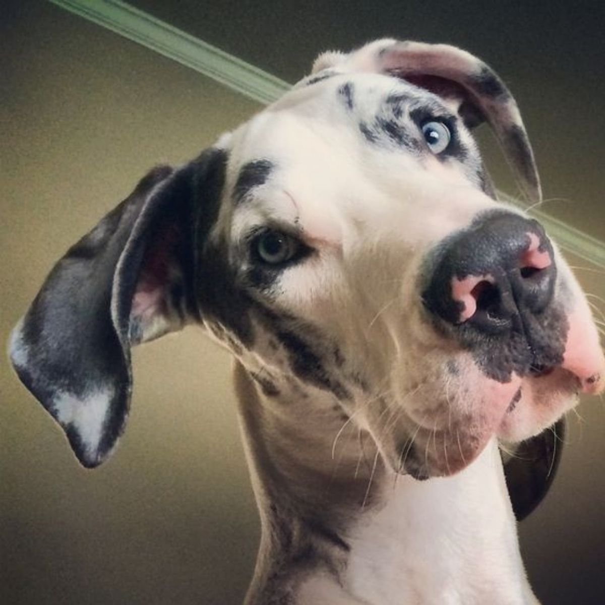 9 Problems Only Great Dane Owners Will Understand - The Paws