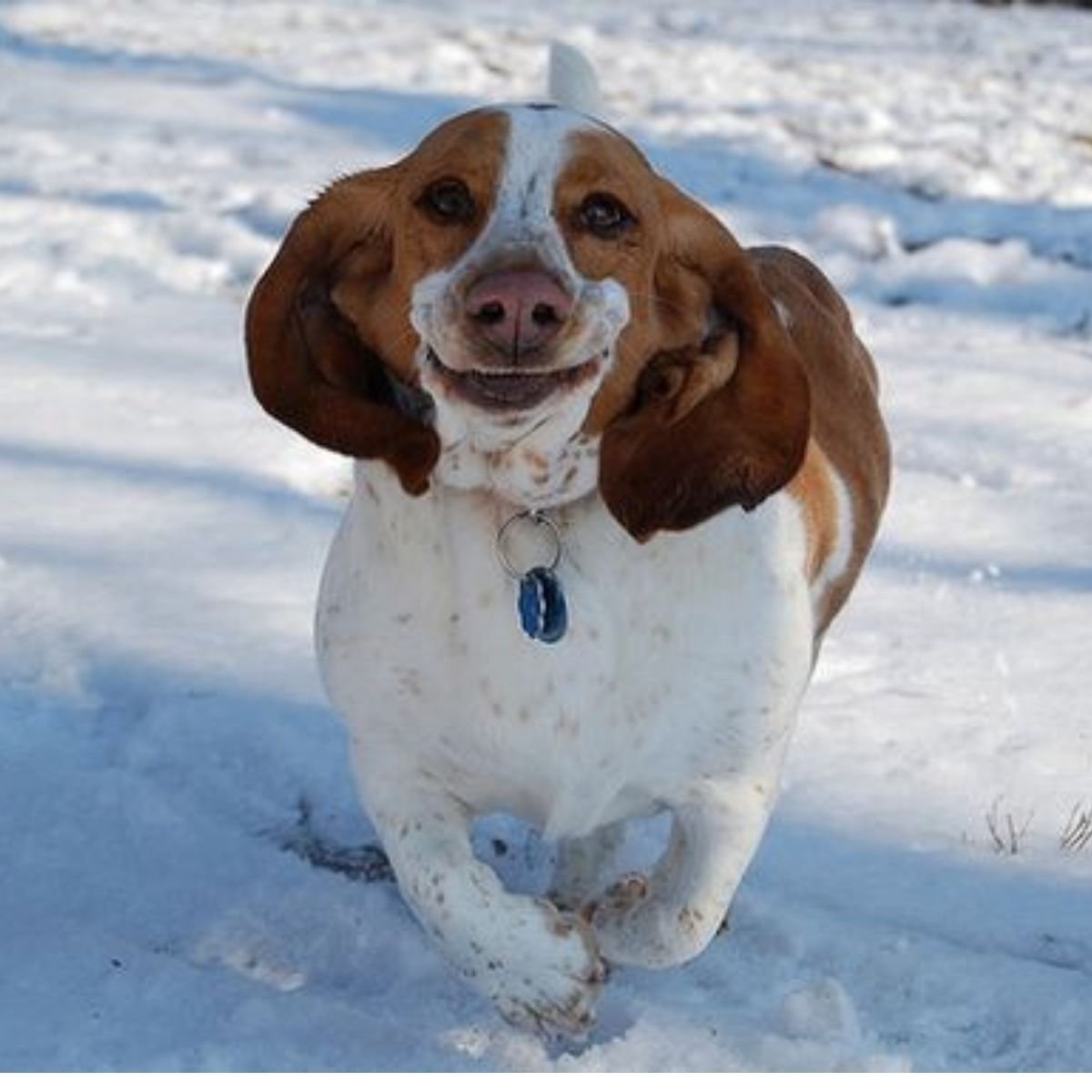 The 26 Happiest Basset Hounds On Earth - The Paws