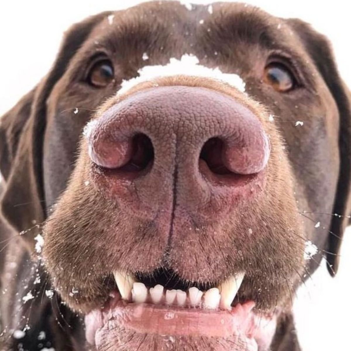 The 21 Happiest Labrador Retrievers On Earth - The Paws