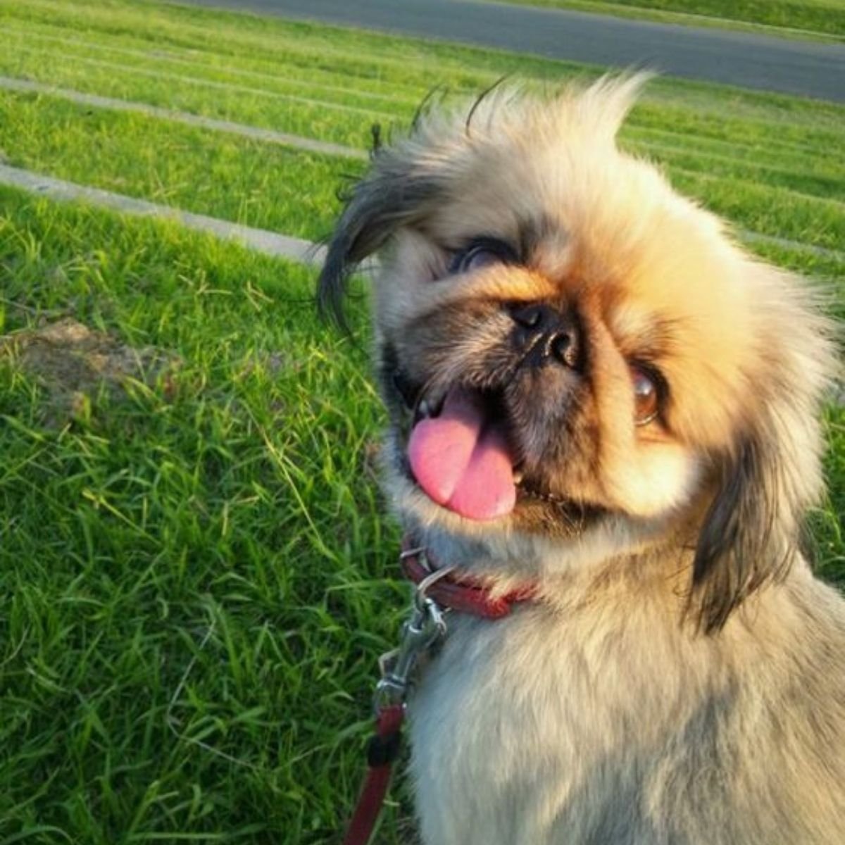 The 21 Happiest Pekingeses On Earth - The Paws