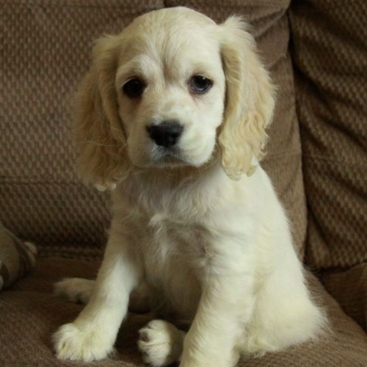 The 15 Cutest Pictures of White Cocker Spaniels - The Paws