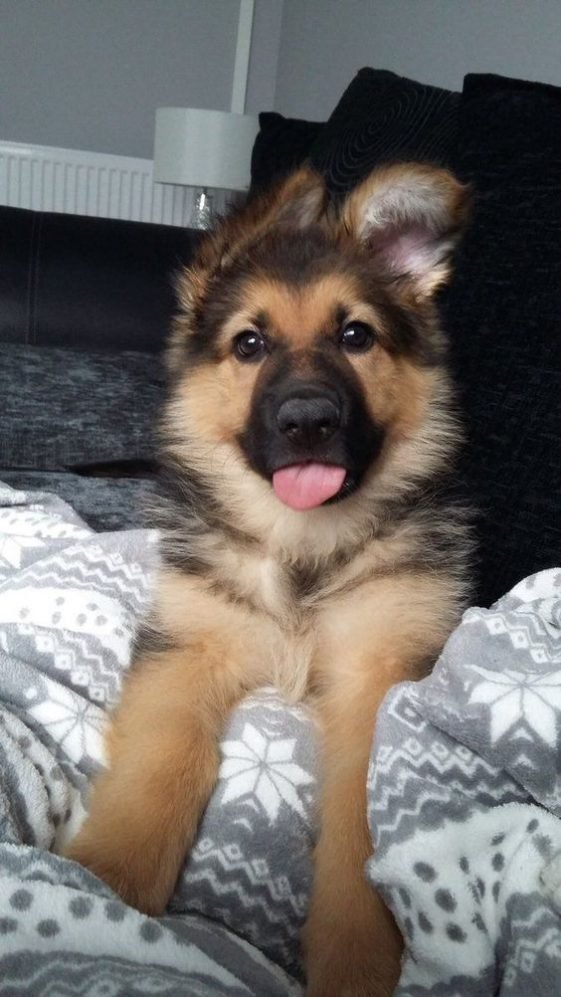 20+ Foods German Shepherds Go Crazy For - The Paws