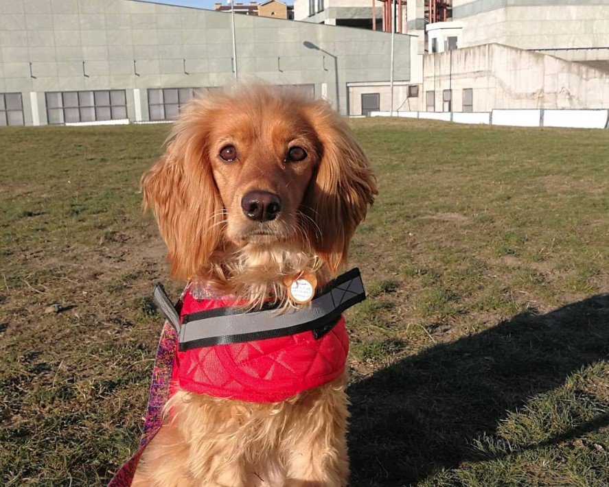 19 Labradors Mixed With Cocker Spaniel - The Paws