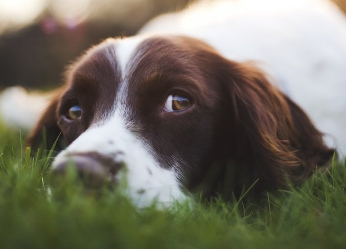 15+ Things Springer Spaniels Don’t Like - The Paws
