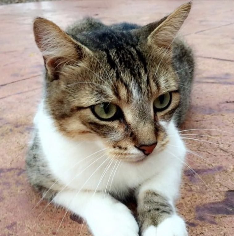 20 Best American Wirehair Cat Names - The Paws