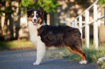 100 Male Australian Shepherd Dog Names - The Paws