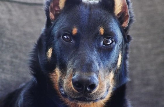 290 Best Beauceron Dog Names - The Paws