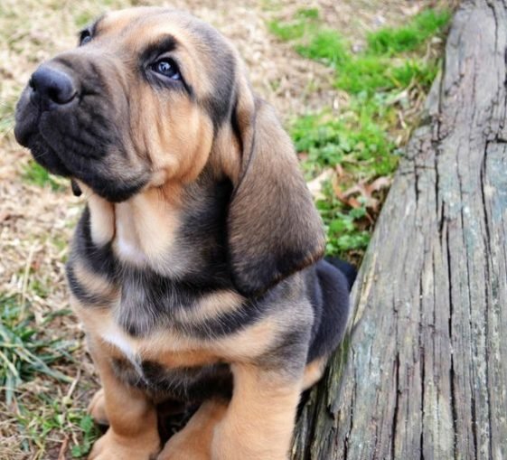 90 Female Bloodhound Dog Names - The Paws