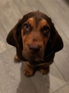 90 Female Bloodhound Dog Names - The Paws