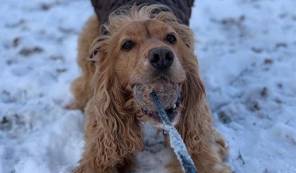 150 Best English Cocker Spaniel Dog Names - The Paws