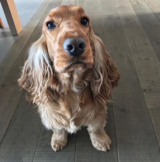 150 Best English Cocker Spaniel Dog Names - The Paws