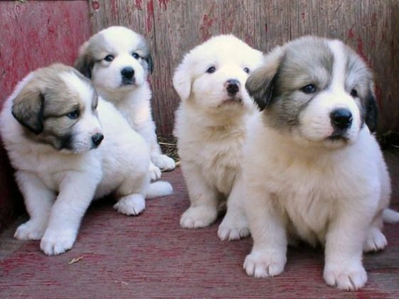 20 Female Great Pyrenees Dog Names - The Paws