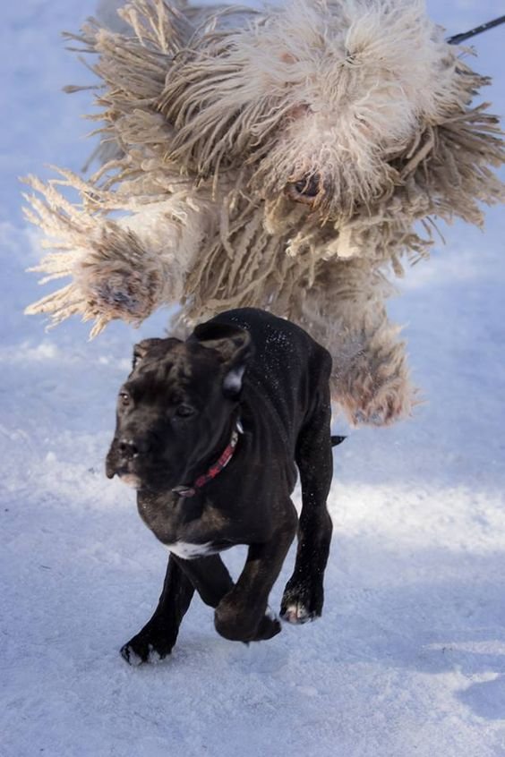 90+ Best Komondor Dog Names - The Paws