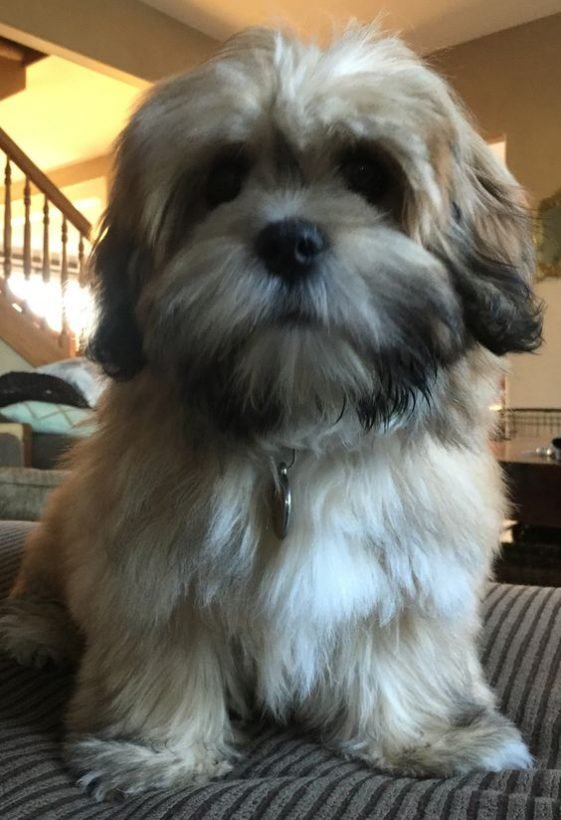 130+ Best Lhasa Apso Dog Names - The Paws