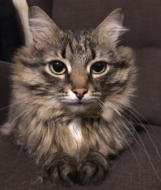 30 Best Norwegian Forest Cat Names - The Paws