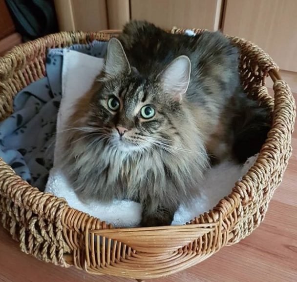 30 Best Norwegian Forest Cat Names - The Paws